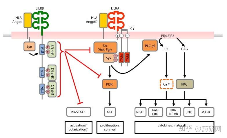 抗癌新方向，免疫检查点LILRB - 知乎