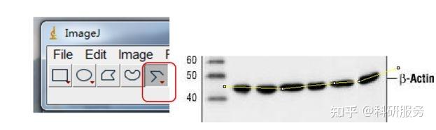 实验技能 | 如何用ImageJ处理WB条带 - 知乎