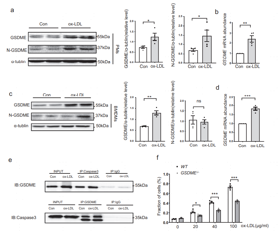 项目文章 | 单细胞测序揭示GSDME介导的细胞焦亡促进动脉粥样硬化进程 - 知乎