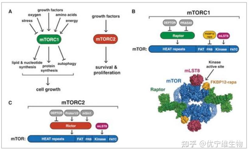 【小优细节君】怎么做好mTOR这种大分子量的wb？ - 知乎