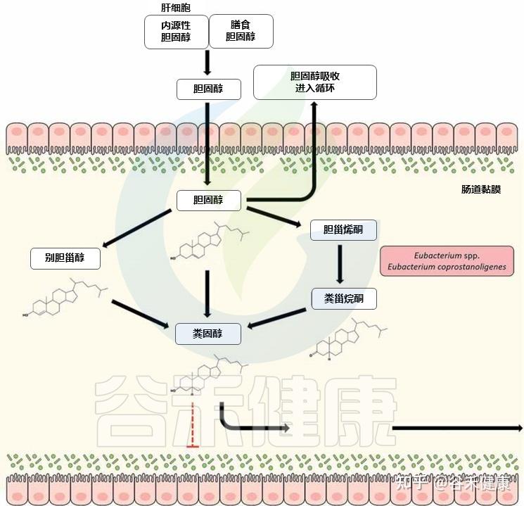 肠道核心菌属——优/真杆菌属（Eubacterium），你为什么要关心它？ - 知乎