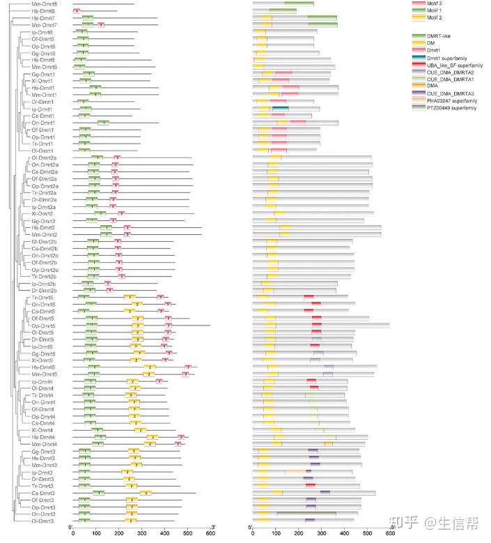 基因家族-DMRT基因家族揭示了斑石鲷杂交染色体(Y)中性别分化调节的新见解 - 知乎