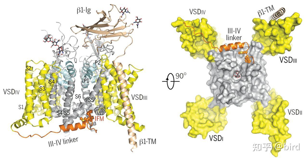 钠离子通道和神经元工作模型的一个猜想 - 知乎