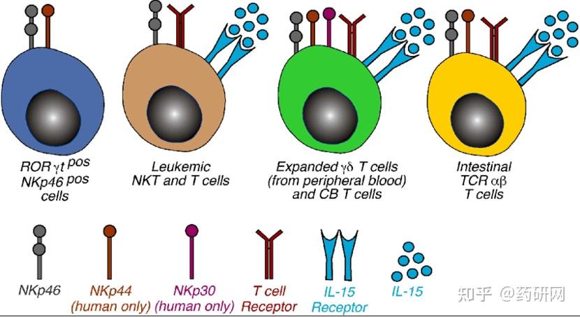 新兴靶点NKp46，推动新一代癌症免疫疗法 - 知乎