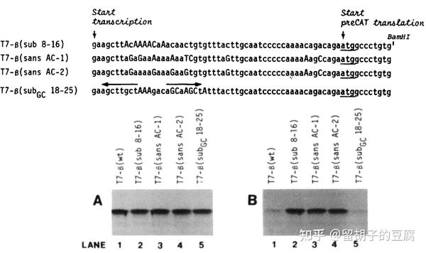 改变5'UTR结构，控制翻译效率 - 知乎