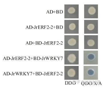 EES——西北农林科技大学利用Y1H和Y2H揭示核桃耐旱的机制 - 知乎