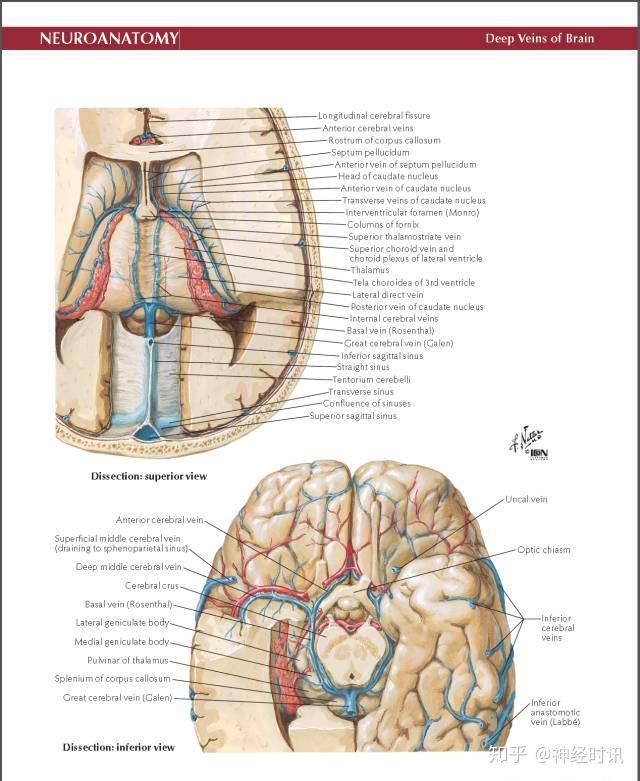 Netter脑血管解剖（精美原版高清彩色大图）二 - 知乎