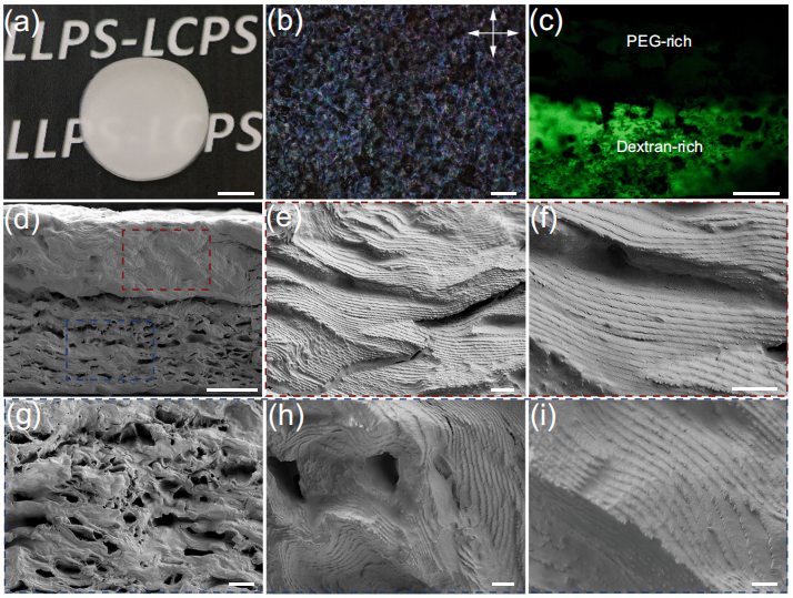 《Nat. Commun.》：异质液晶胶体 - 知乎