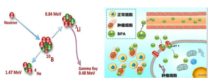 硼中子俘获治疗(BNCT)相关进展介绍 - 知乎