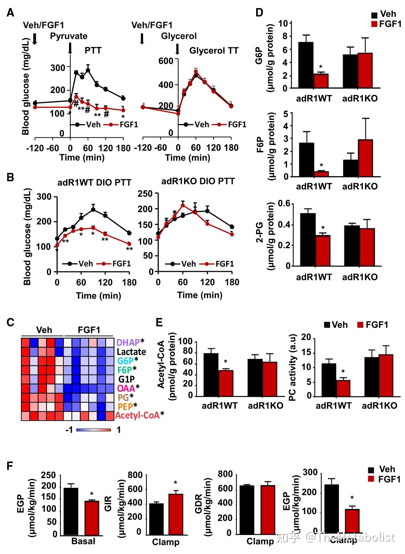 Cell Metabolism：FGF1破解胰岛素的“百年孤独” - 知乎