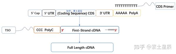 模板末端转换机制（Switching Mechanism At the end of RNA Template） - 知乎