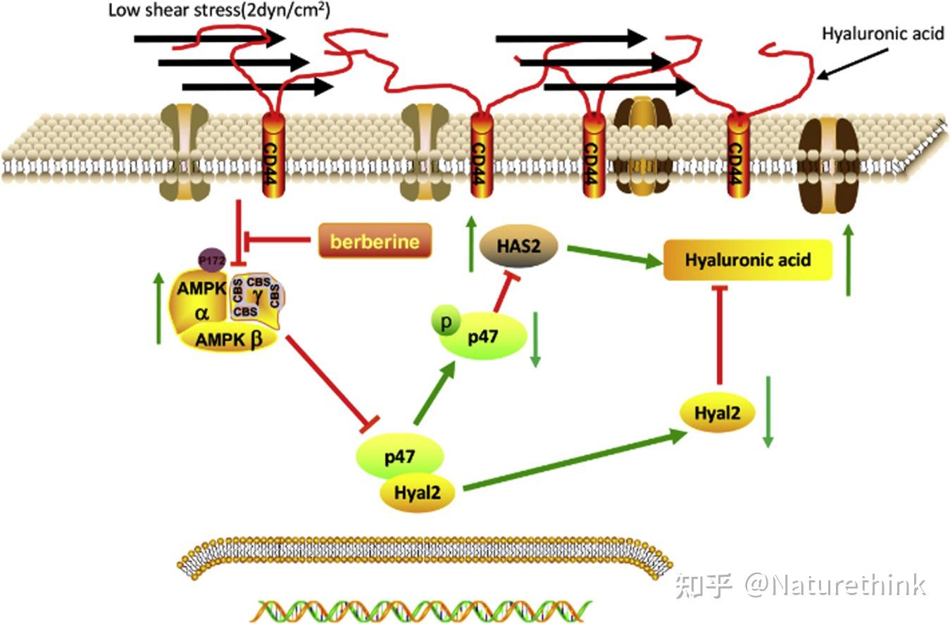 小檗碱通过调节 AMPK 和 p47phox/Hyal2 信号通路抑制低剪切应力诱导的糖萼降解 - 知乎