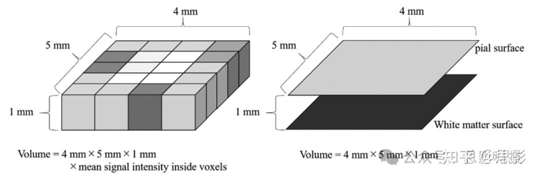 使用VBM和SBM在皮质形态分析中的优势 - 知乎