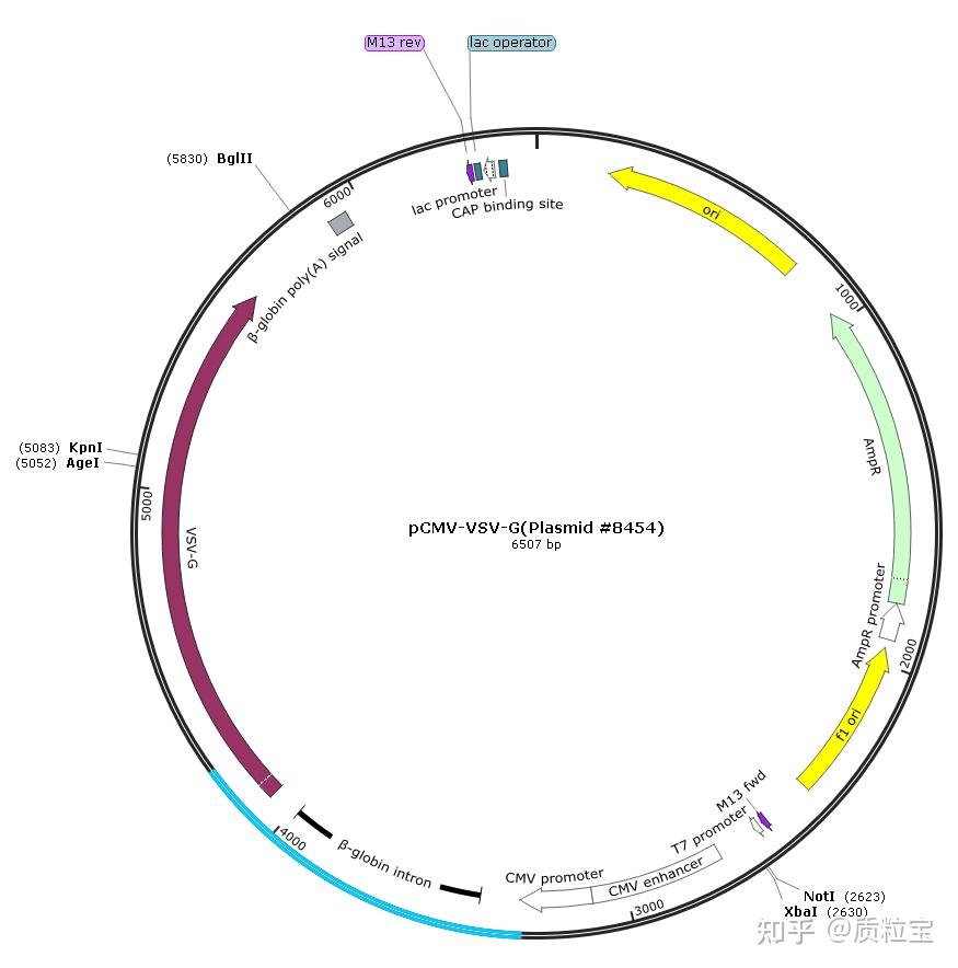 逆转录病毒包装质粒 - 知乎