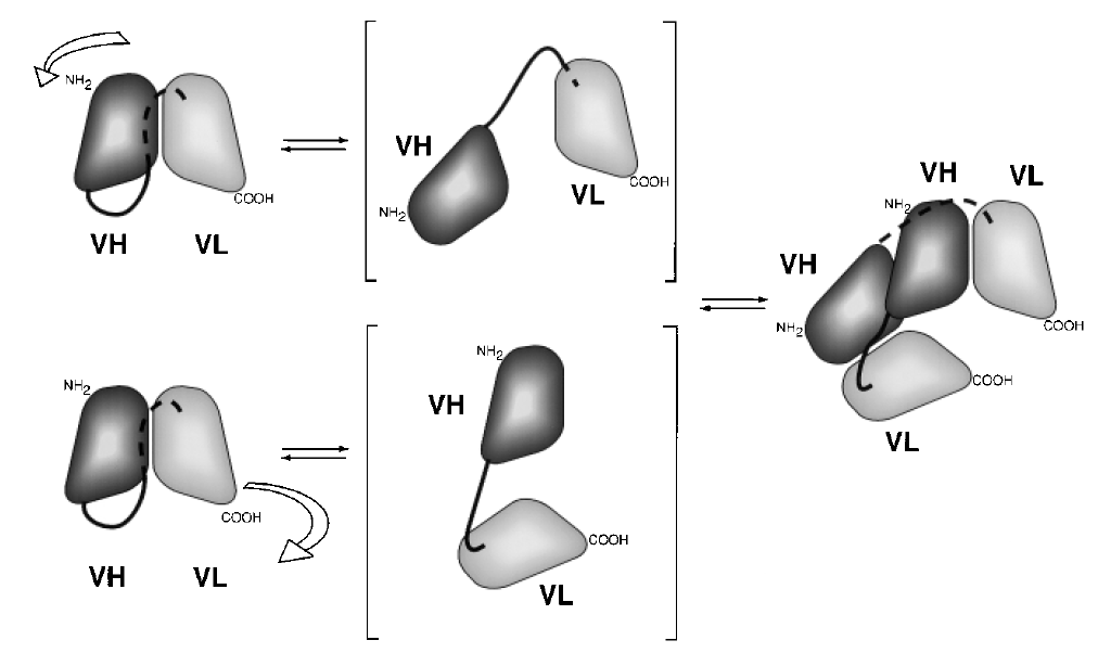 H44-L100：没有什么是一个二硫键解决不了的 - 知乎