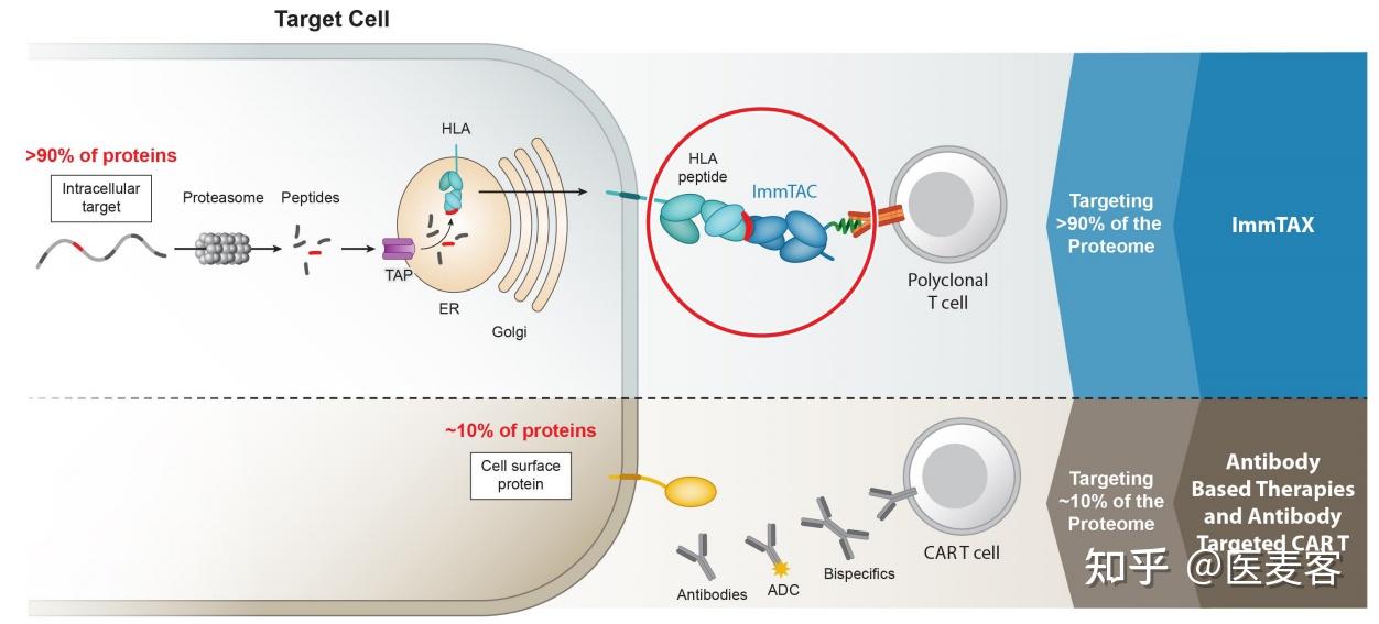 治疗黑色素瘤！TCR公司Immunocore的双特异性蛋白获FDA突破性疗法资格丨医麦猛爆料 - 知乎