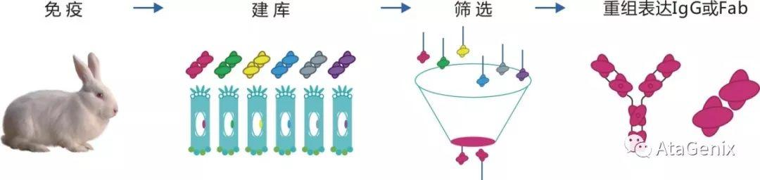 普健技术单克隆抗体制备 知乎
