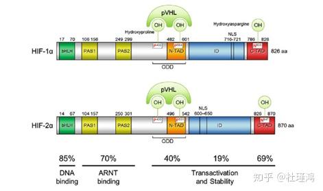 2019年诺贝尔生理学或医学奖：细胞的氧气感受器——HIF-1 - 知乎