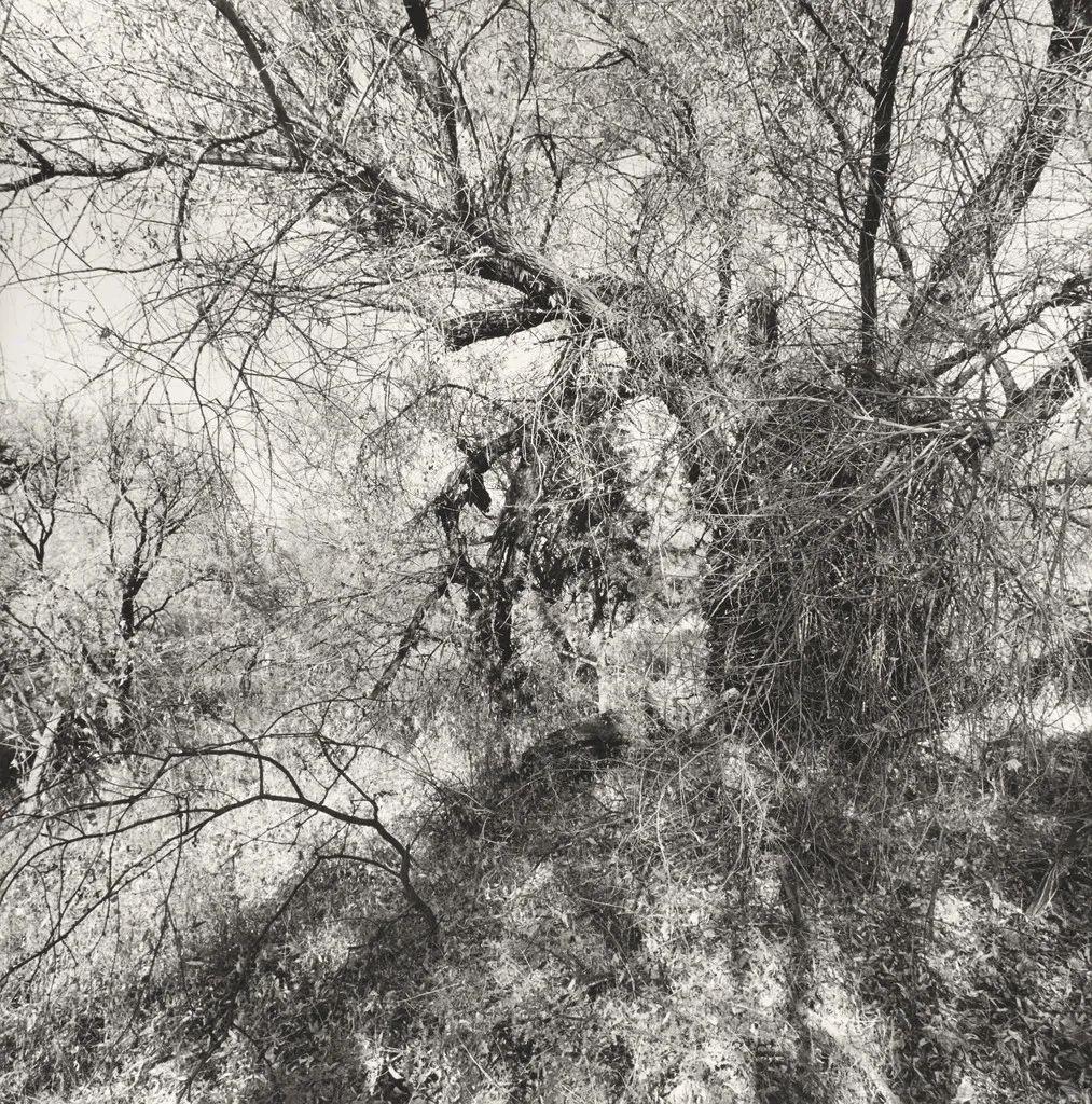 李·佛瑞兰德Lee Friedlander | 全集 - 知乎