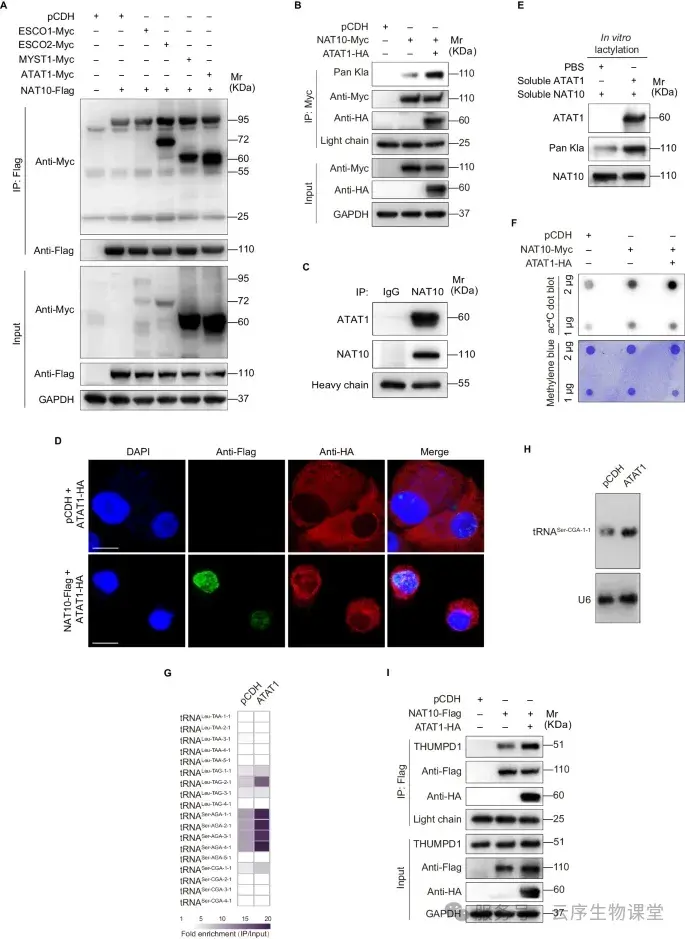 云序用户CDD IF 13.7|acRIP-tRNA-seq解析NAT10乳酰化促进致癌病毒KSHV复制中tRNA的ac4C修饰 - 知乎