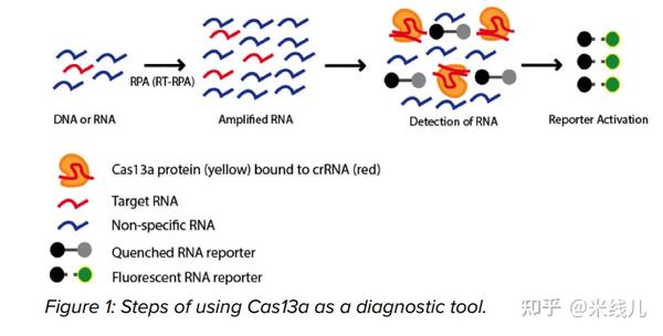 靶向RNA的Cas13A (C2c2) - 知乎