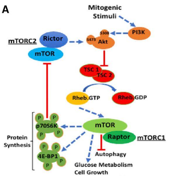 Cell丨痘病毒如何“聪明”逃避宿主“追杀”？ - 知乎