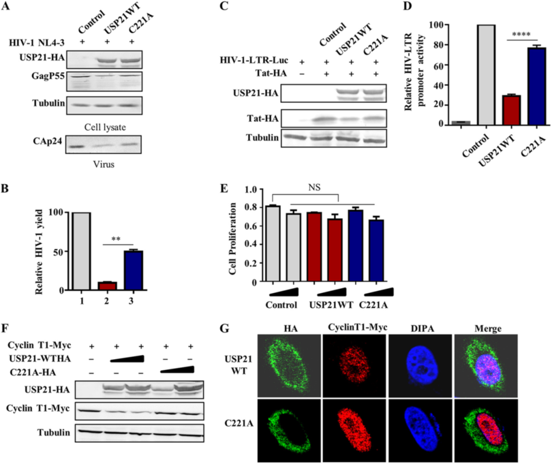 去泛素化酶USP21通过下调Tat表达抑制HIV-1复制 - 知乎