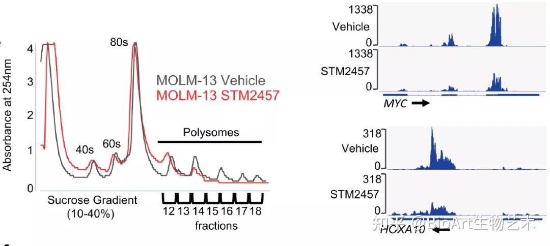 Nature | 首次报道METTL3抑制剂，能显著抑制急性髓系白血病进程 - 知乎