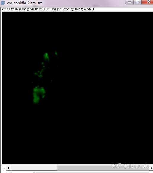 如何用ImageJ处理荧光图和WB图 - 知乎