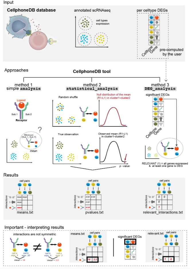 美图呈现：ktplot为CellPhoneDB可视化锦上添花 - 知乎