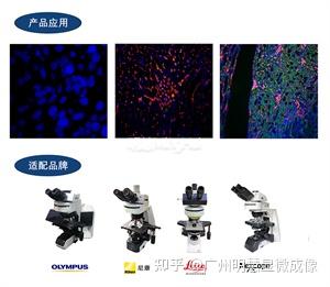 正置电动八孔LED荧光附件FL8-BGU-DMH助力获取更清晰、准确的荧光图像 - 知乎
