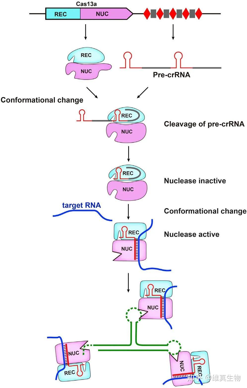 CasRx｜基于CRISPR/Cas系统的RNA编辑神器CasRx介绍 - 知乎