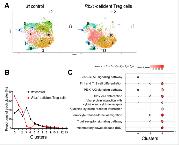 Nat Commun：Ube2m-Rbx1拟素化-泛素化轴维持调节性T细胞的功能特性 - 知乎