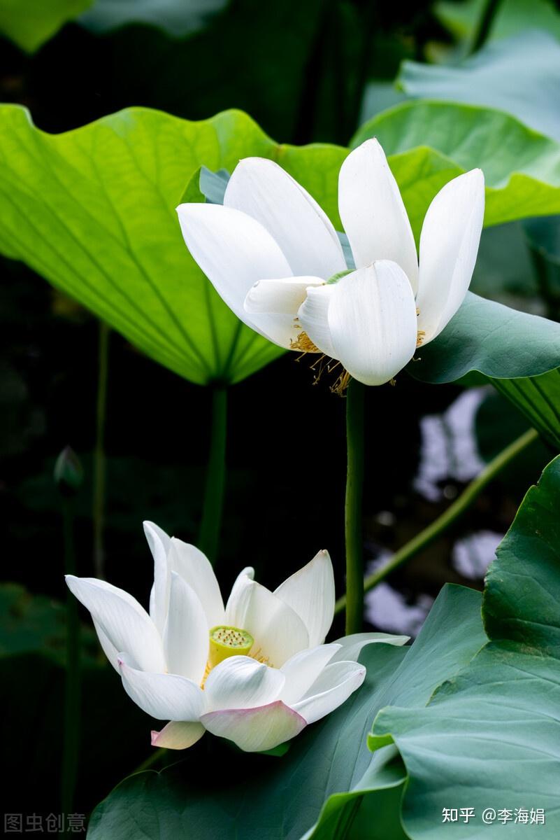 宁肯媚晚凉，清风匝地随，一抹烟雨红尘事，半盏清欢岁月情 - 知乎