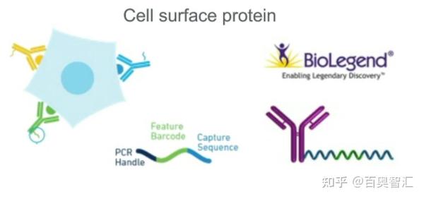 单细胞转录组+表面蛋白测序技术（CITE-seq）全流程解析 - 知乎