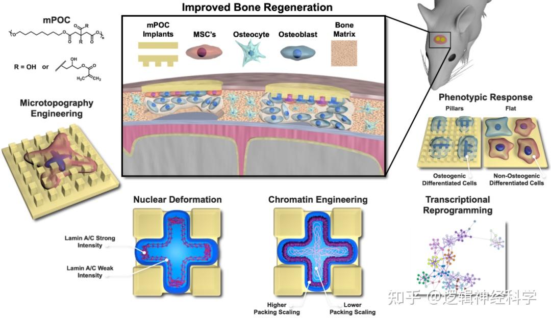 Nat Biomed Eng︱西北大学Ameer/Backman团队揭示染色质工程在骨组织再生中的应用 - 知乎