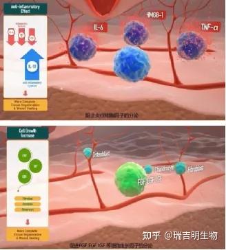 PDRN的相关作用机制 - 知乎
