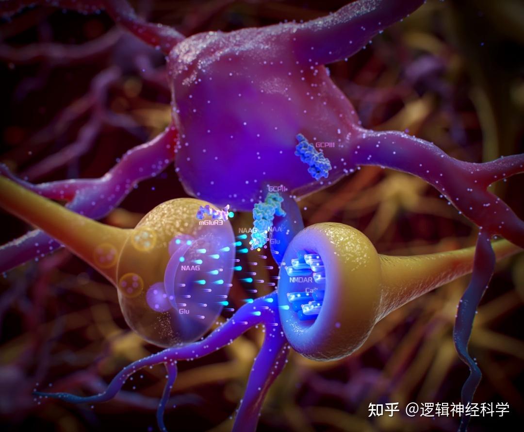 CNSNT︱同济大学钟春龙团队揭示NAAG肽酶GCPII及其同源物GCPIII在创伤性脑损伤中的功能关系 - 知乎