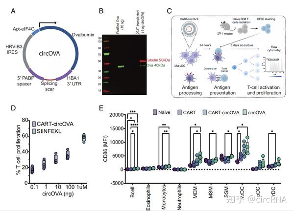 PNAS | 斯坦福大学Howard Y. Chang教授详解环状RNA疫苗诱导强效细胞免疫 - 知乎