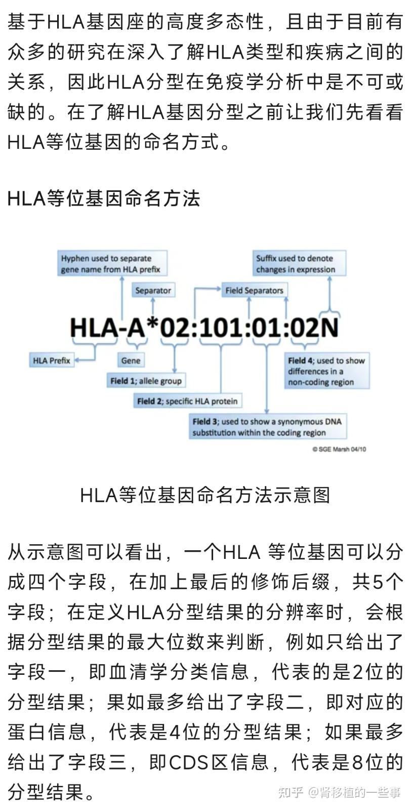 肾移植-学会看懂HLA配型与HLA抗体 - 知乎