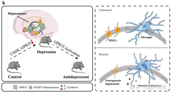 复旦大学俞瑾团队揭示GPR55对CSDS模型小鼠海马神经炎症和成熟神经发生障碍的神经保护作用 - 知乎