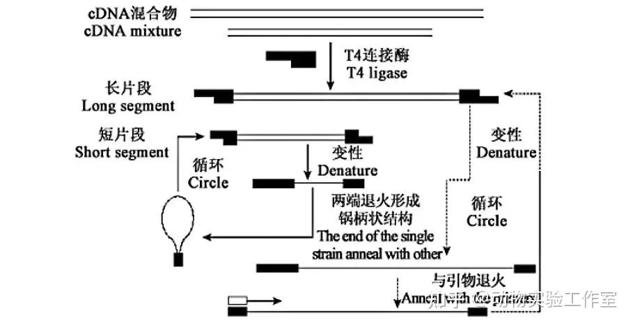 干货分享 | RACE，跑步？no，是cDNA末端快速扩增技术！ - 知乎