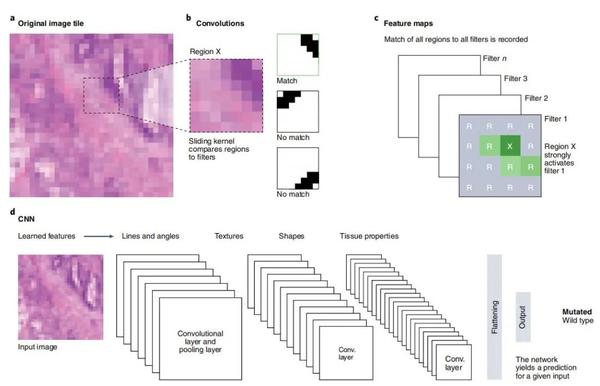 Nat Cancer | 组织病理学中的人工智能：加强癌症研究和临床肿瘤学 - 知乎