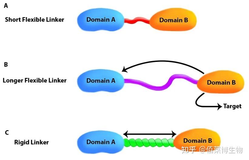 干货分享：带你了解融合蛋白表达如何设计linker - 知乎