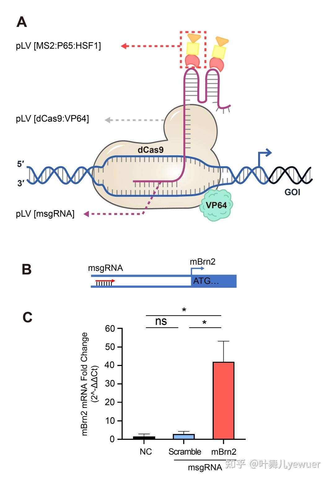 CRISPRa与CRISPRi基因表达调控系统 - 知乎