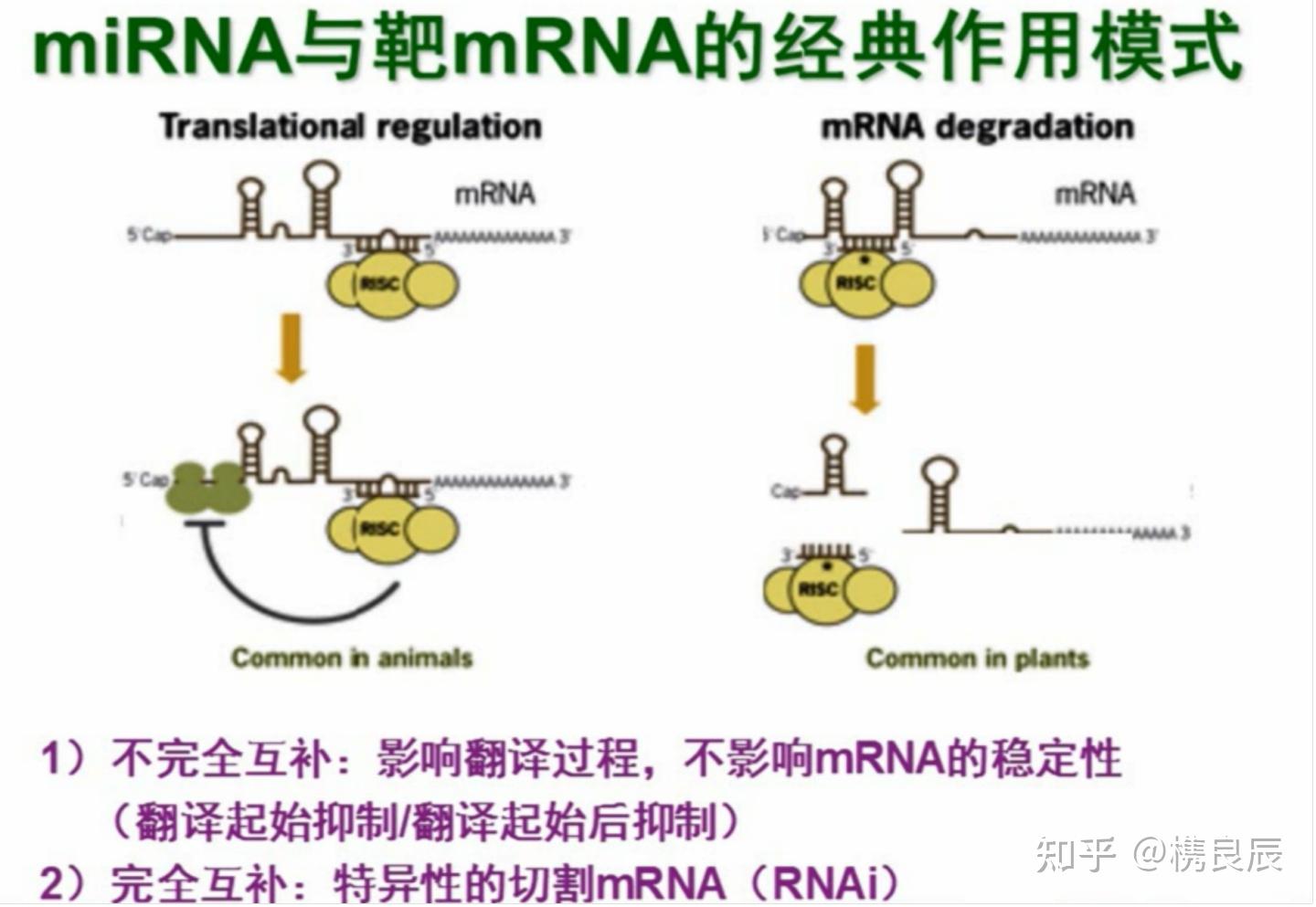 miRNA研究套路 - 知乎
