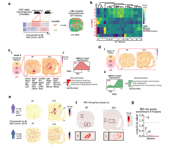 Nat Commun | 健康和损伤愈合时小鼠肠道的空间转录组图谱 - 知乎
