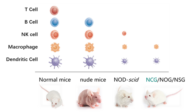 集萃药康鼠库全书丨一文带你了解NCG重度免疫缺陷鼠的前世今生 - 知乎
