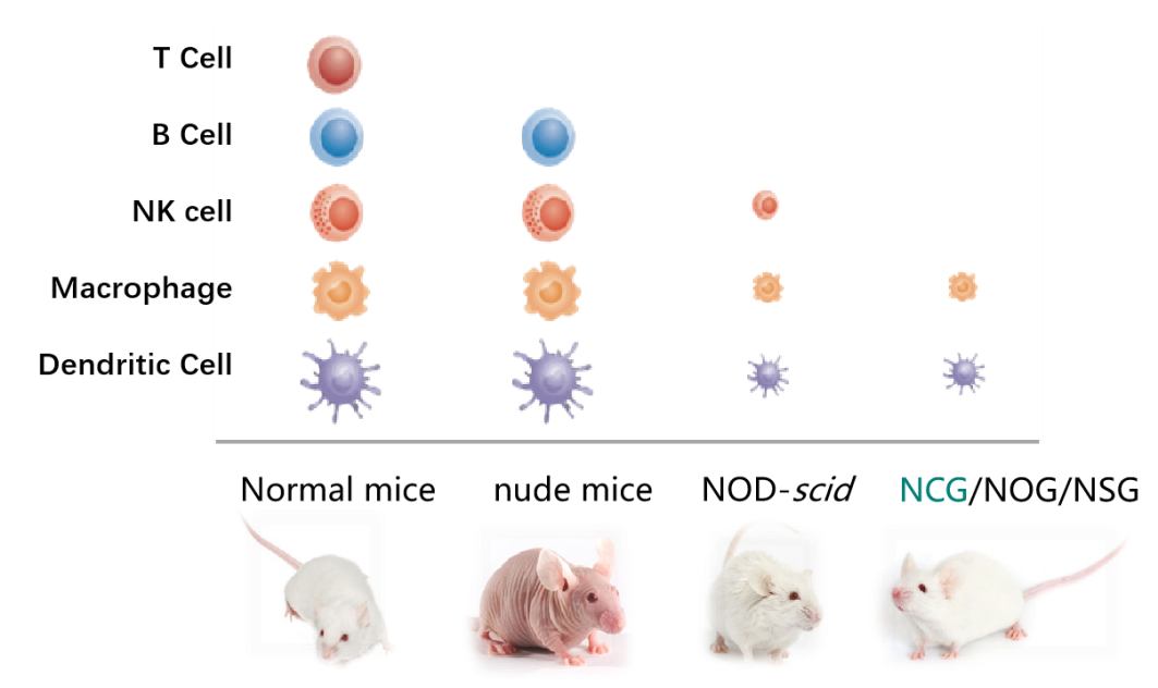 集萃药康鼠库全书丨一文带你了解NCG重度免疫缺陷鼠的前世今生 - 知乎