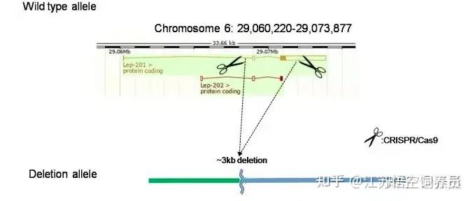 obob 小鼠和 dbdb 小鼠 - 知乎